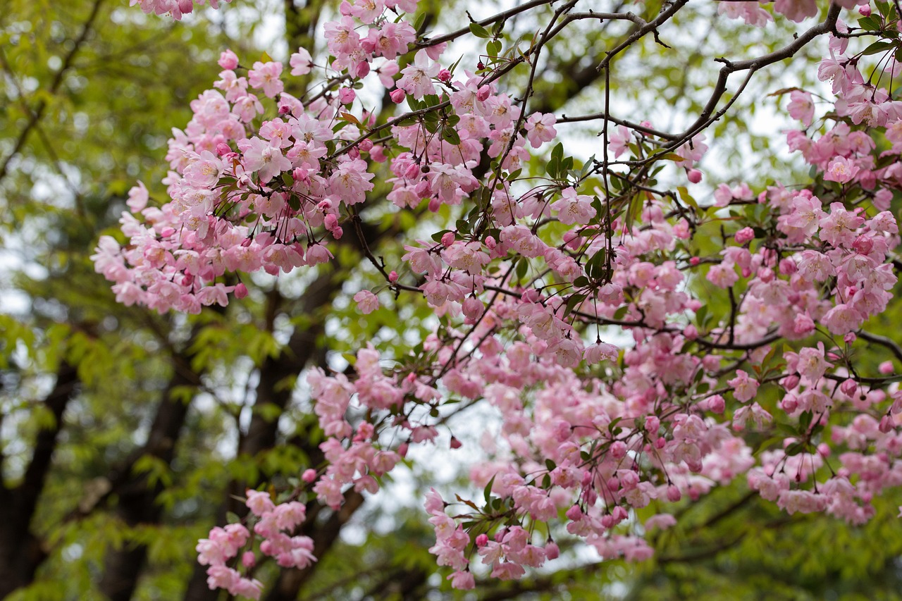 Spring Tree Flower - Free photo on Pixabay - Pixabay