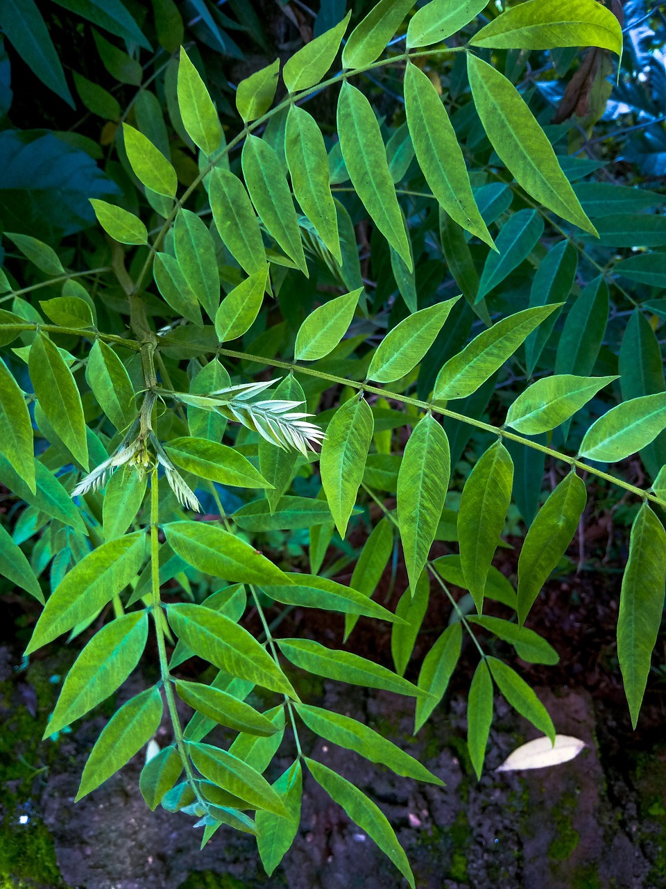 Planta Verde Senna Simea 🌿 Plantas - Foto gratuita no Pixabay - Pixabay