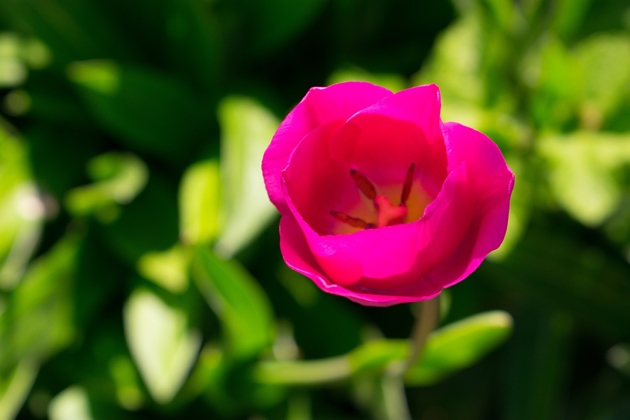 Natureza Primavera Plantas - Foto gratuita no Pixabay - Pixabay
