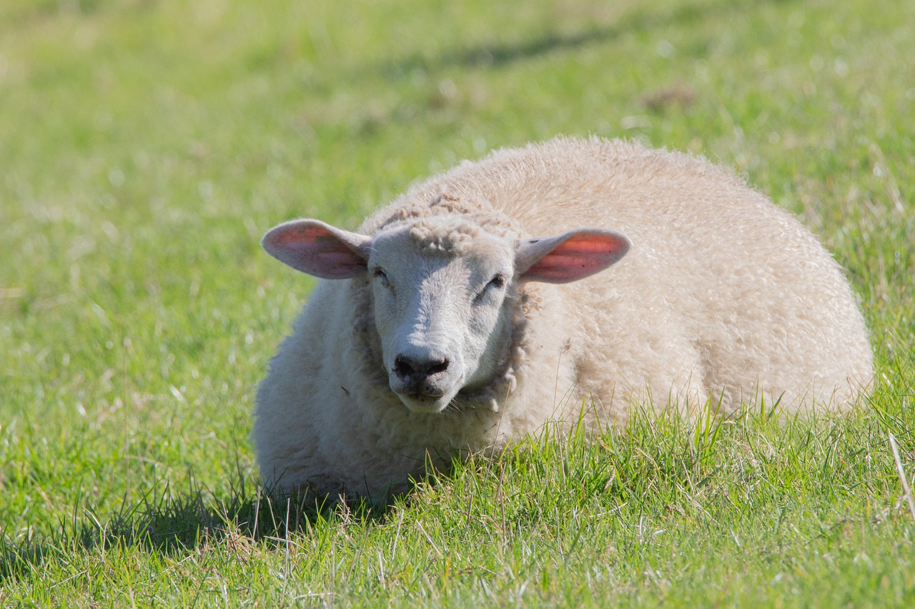 Le Mouton Laine Domestique - Photo gratuite sur Pixabay - Pixabay