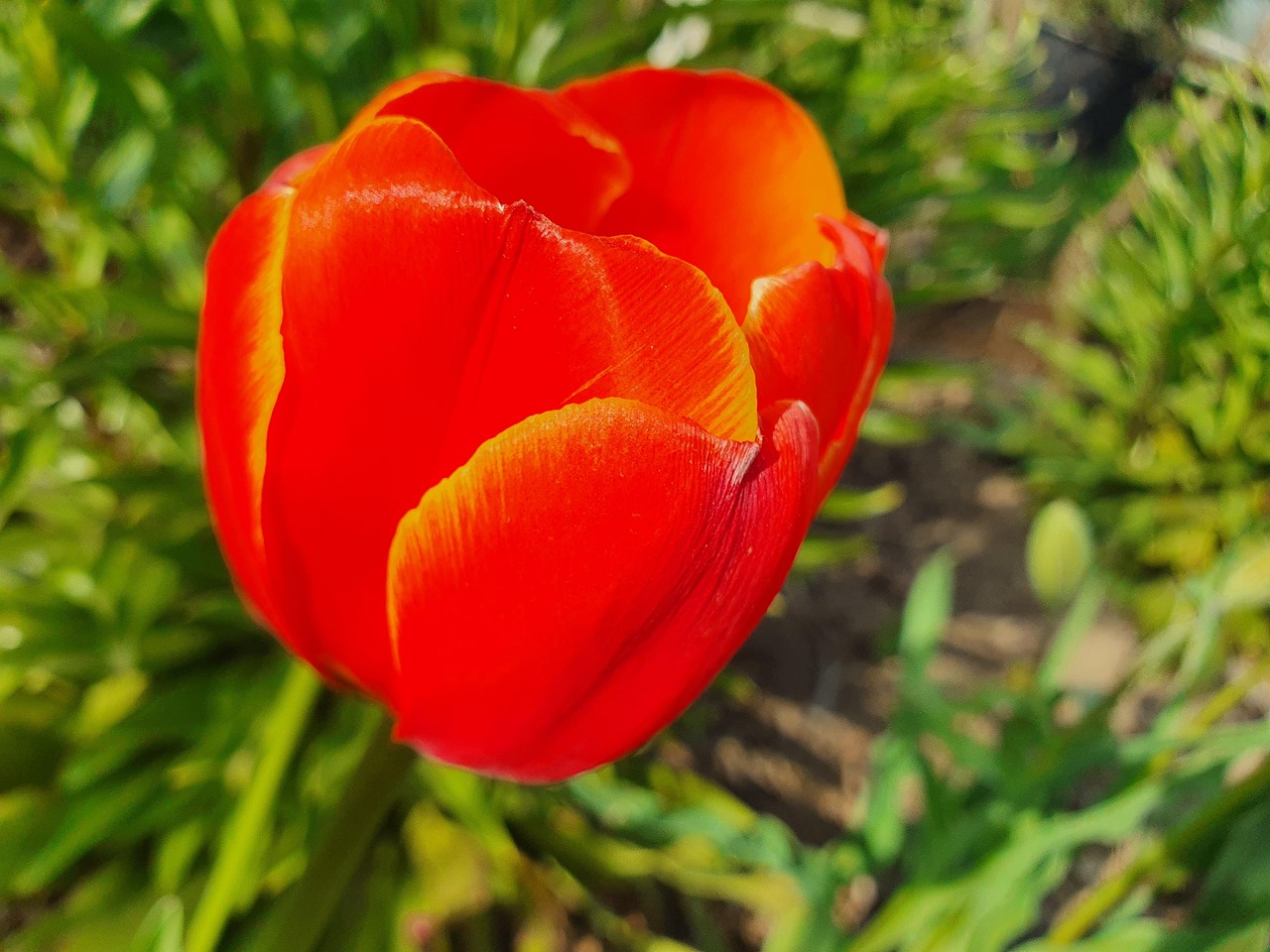 Tulip Flower Plant Red - Free photo on Pixabay