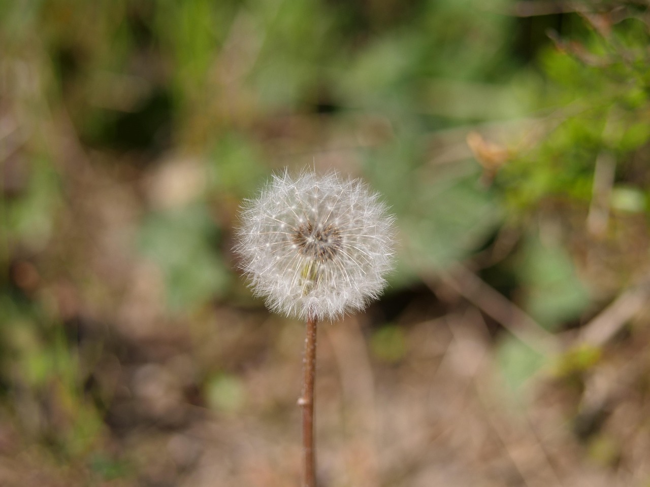 Dandelion Close Up Flower Pointed Free Photo On Pixabay Pixabay