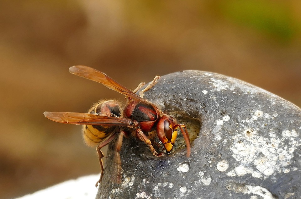 Hornet Insect Bug - Free photo on Pixabay