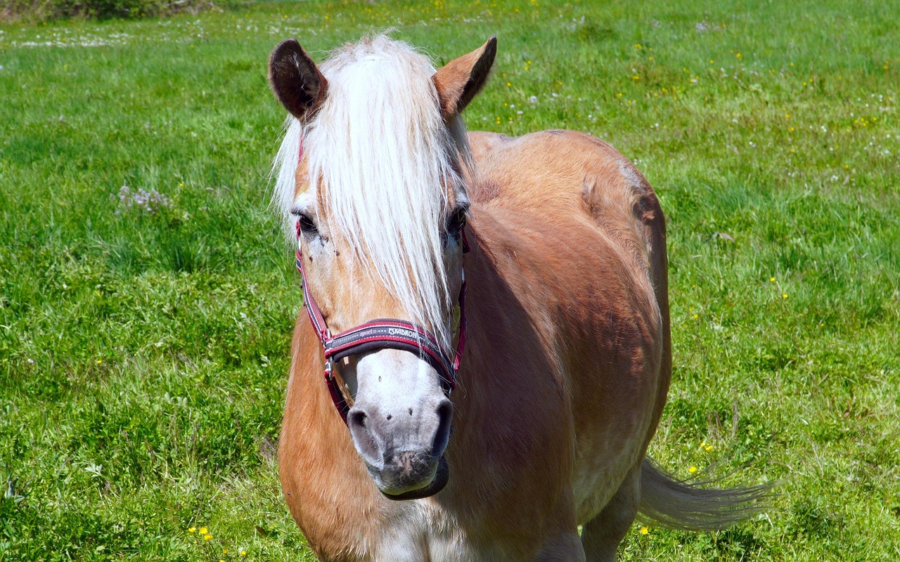 Horse Pony Animal - Free photo on Pixabay