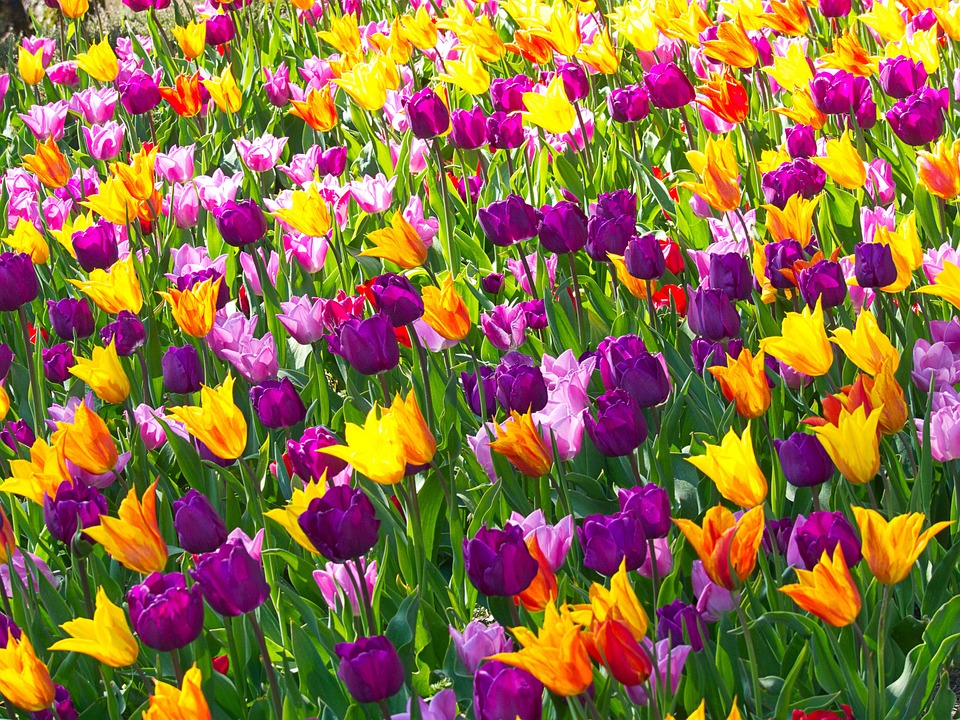 Tulips Flowers Field - Free photo on Pixabay