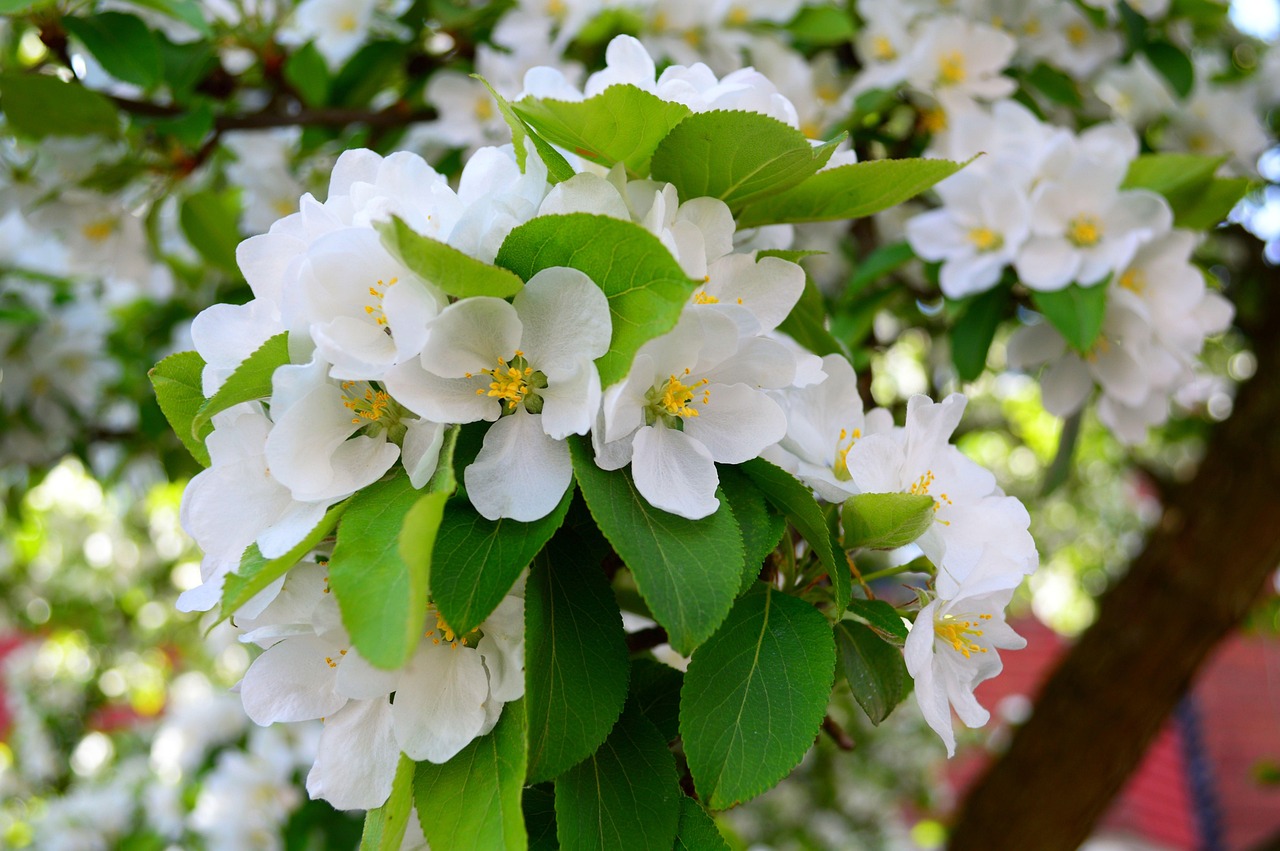 Flor De Manzana Flores Rama - Foto gratis en Pixabay - Pixabay
