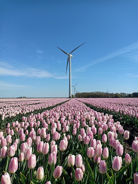 Tulips Area Wind Mill - Free photo on Pixabay - Pixabay