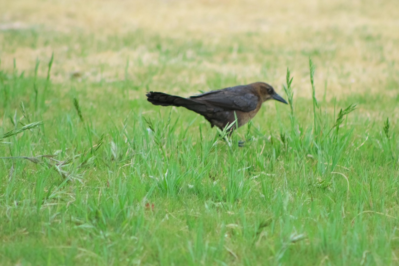 Pájaro Grama Verde - Foto gratis en Pixabay - Pixabay