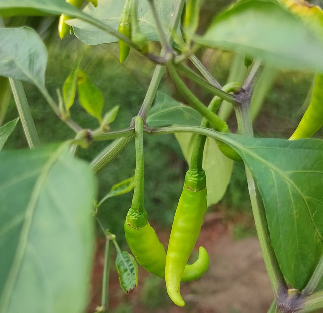 Green Chili Fruits Leaves - Free photo on Pixabay - Pixabay
