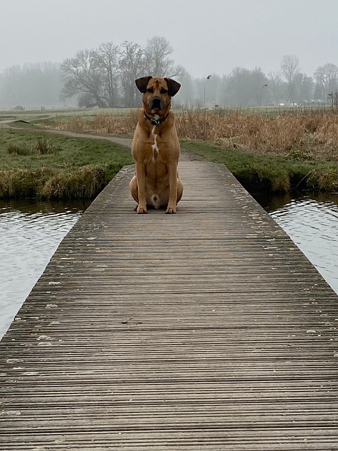 Perro Puente Río - Foto gratis en Pixabay - Pixabay