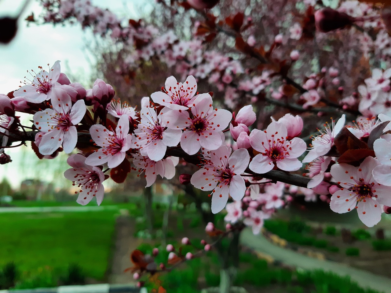 Plum Blossom Flowers Spring - Free photo on Pixabay - Pixabay