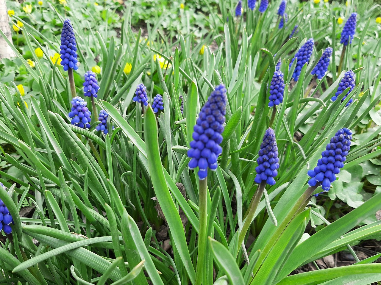 Grape Hyacinth Flowers Field - Free photo on Pixabay - Pixabay
