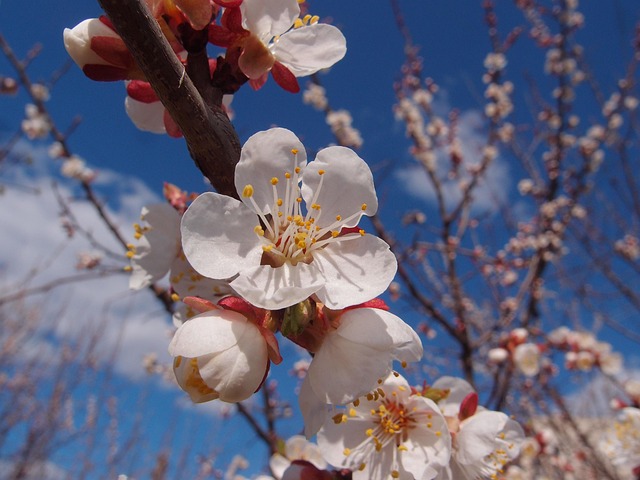 Fleurs Arbre Abricot - Photo gratuite sur Pixabay - Pixabay