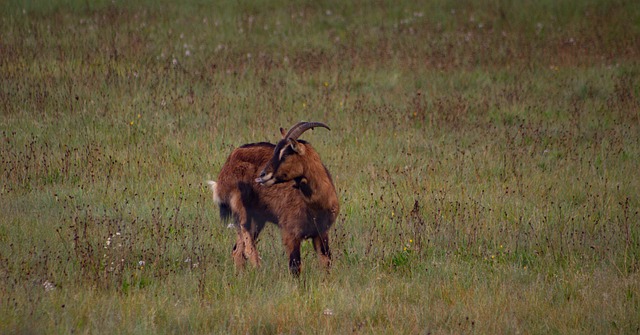 Cabra Animal Campo - Foto gratis en Pixabay - Pixabay