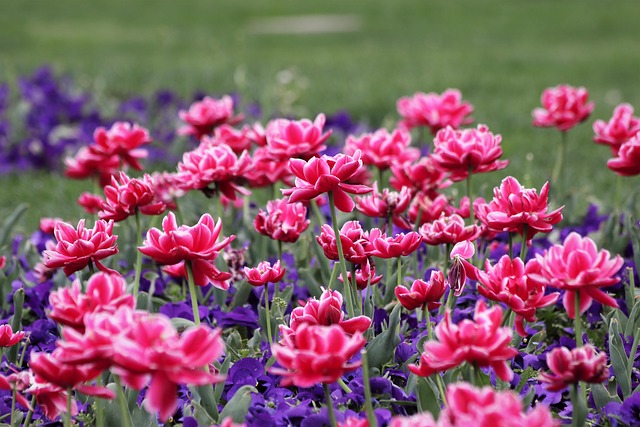 Flores Plantas Prado - Foto gratuita no Pixabay - Pixabay