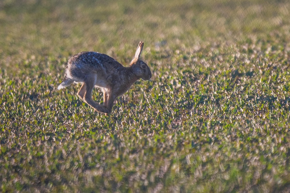 Hare Djur Äng - Gratis foto på Pixabay - Pixabay
