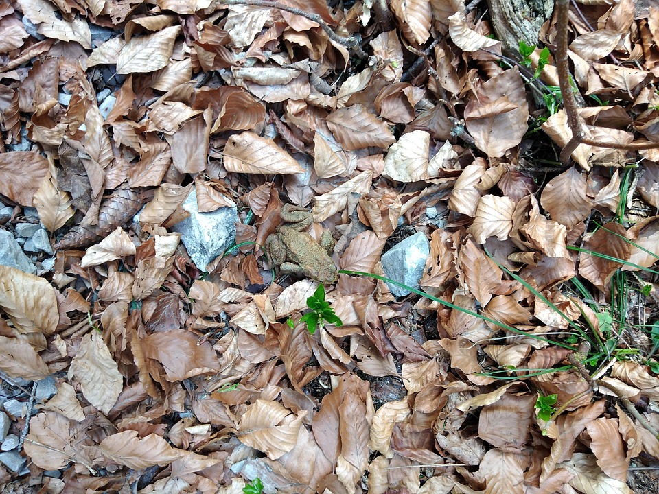 Leaves Toad Ground - Free photo on Pixabay