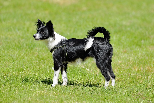 Perro Mascota Campo - Foto gratis en Pixabay - Pixabay