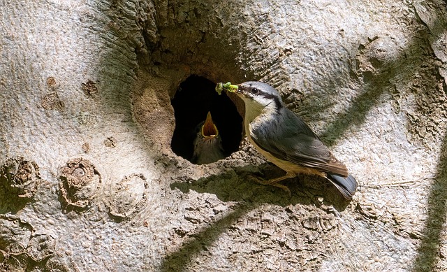 Woodpecker Bird Eat - Free photo on Pixabay