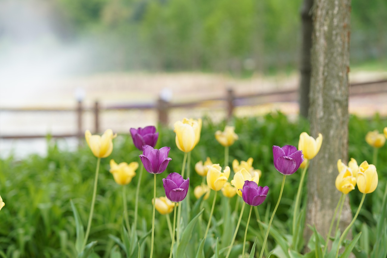 Tulipas Flores Jardim - Foto gratuita no Pixabay - Pixabay