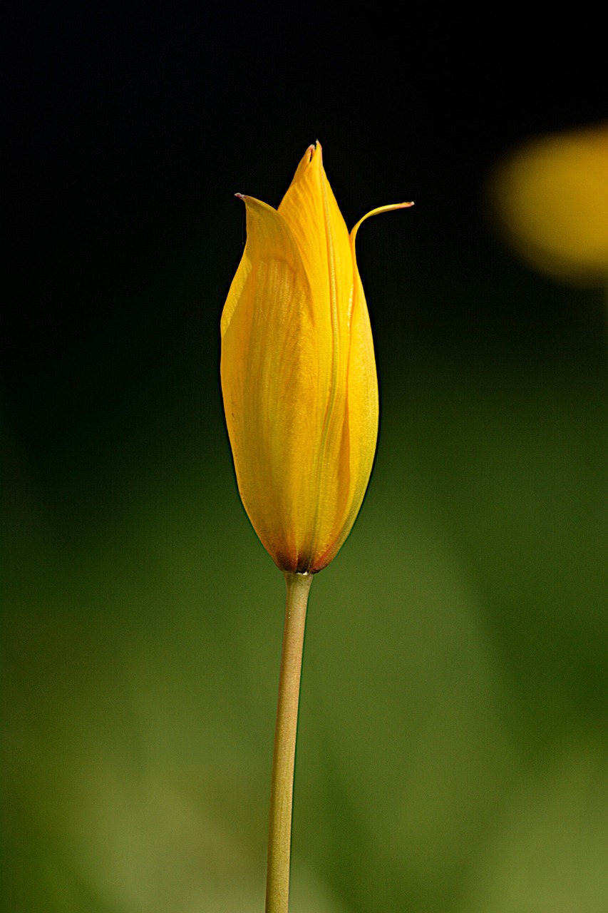 Wild Tulip Tulipa Sylvestris - Free photo on Pixabay