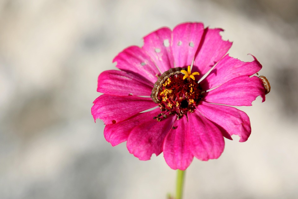 Bug Per Second Flower - Free photo on Pixabay