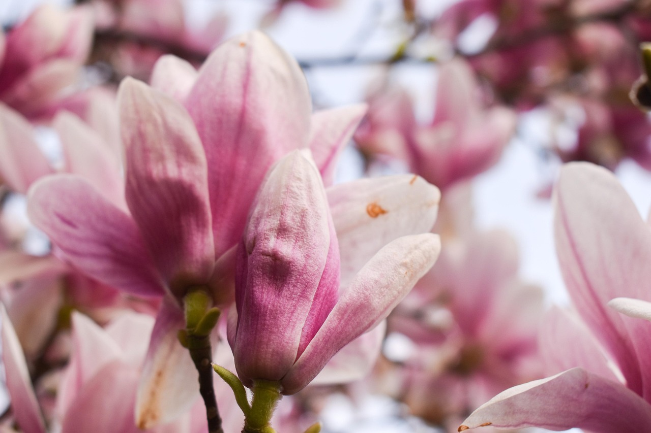 Magnolia Fleurs Le Printemps - Photo gratuite sur Pixabay - Pixabay