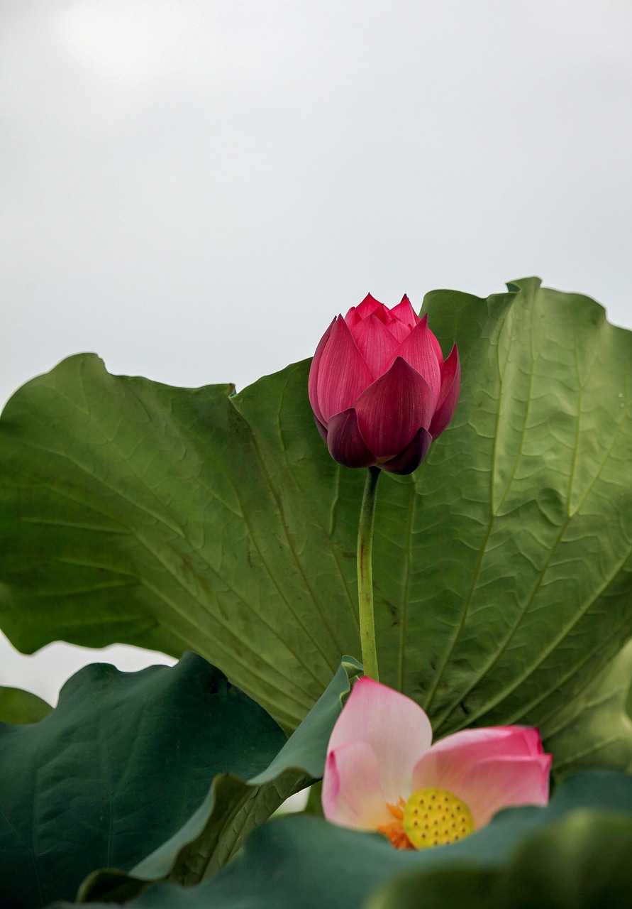 Lotus Flower Pink Blooming - Free photo on Pixabay - Pixabay