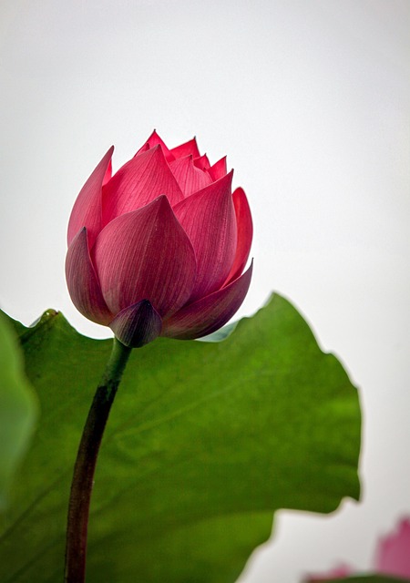 Lotus Flower Pink Color Bud - Free photo on Pixabay - Pixabay