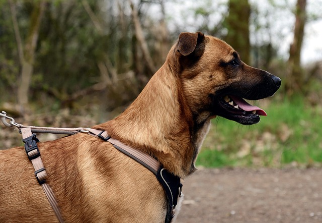 Perro Raza Animal Domestico - Foto gratis en Pixabay - Pixabay