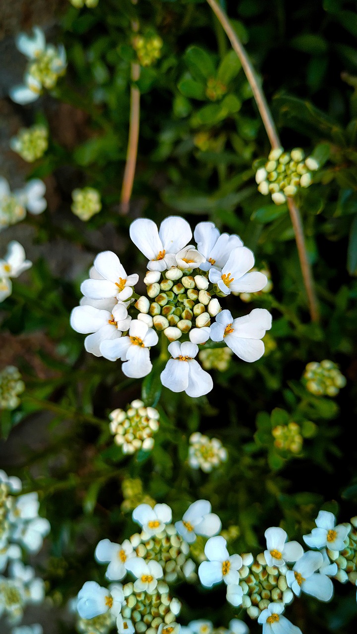 White Flowers Small Bloom - Free photo on Pixabay - Pixabay