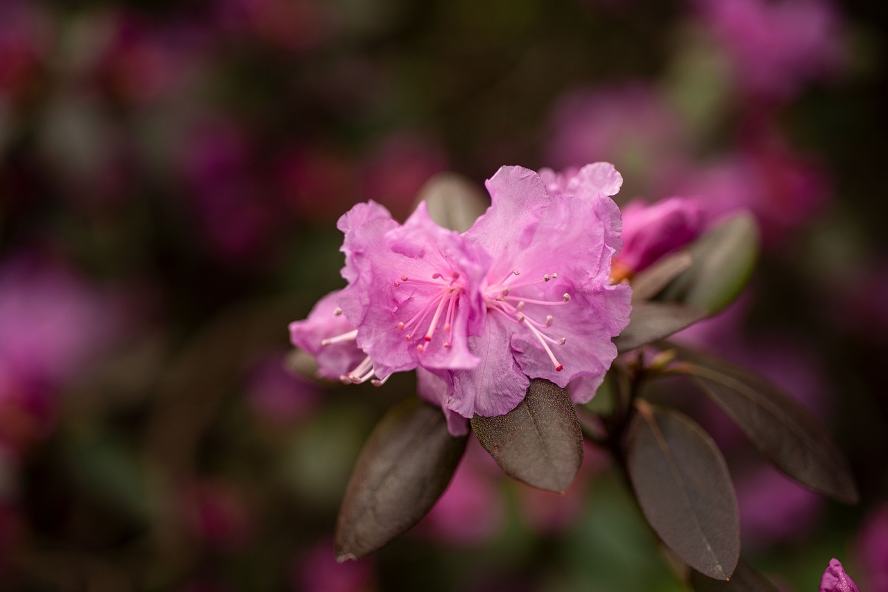 Rhododendron Roxo Flores Planta - Foto gratuita no Pixabay - Pixabay