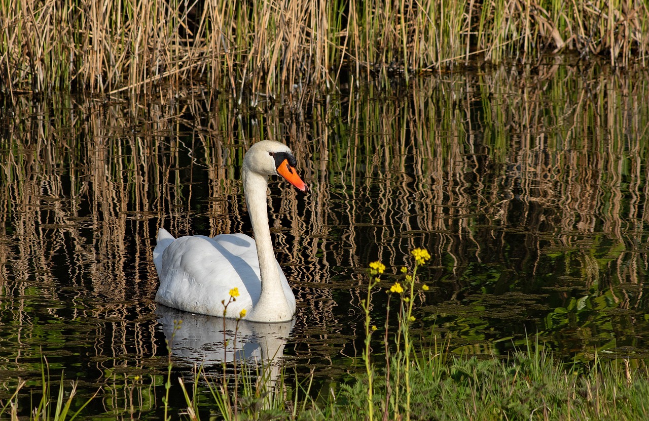 Cygnus Angsa Bisu - Foto gratis di Pixabay - Pixabay