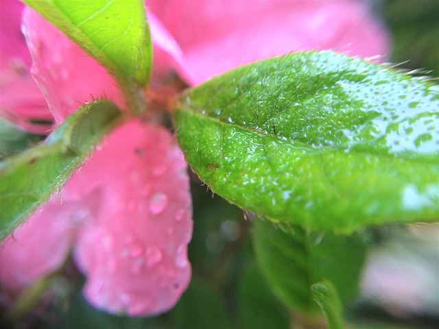 Azalea Pink Raindrop - Free photo on Pixabay - Pixabay