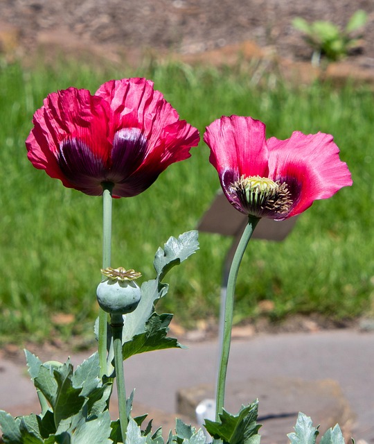 Fleurs De Pavot Bloom Les Plantes - Photo gratuite sur Pixabay - Pixabay