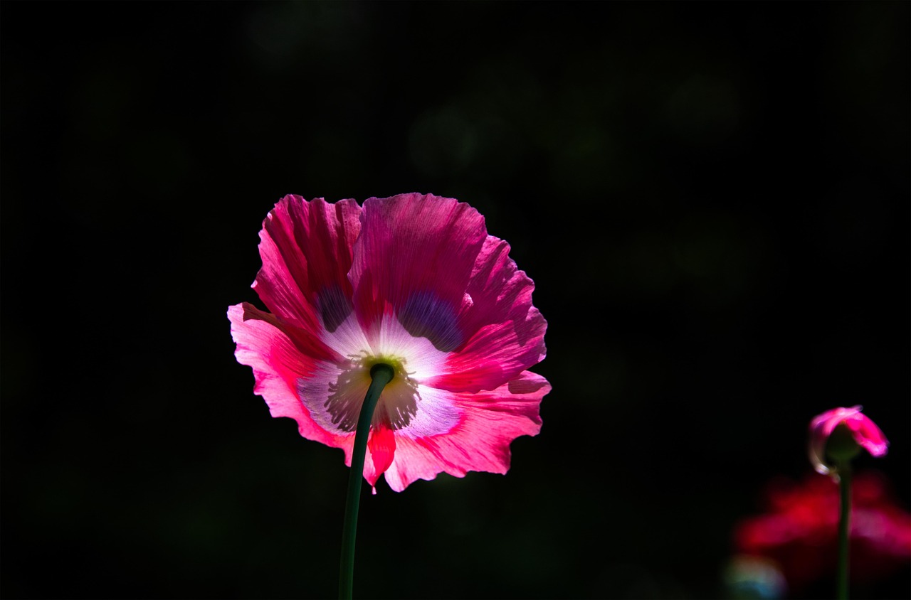 Bunga Poppy Bloom Tanaman Musim - Foto gratis di Pixabay - Pixabay