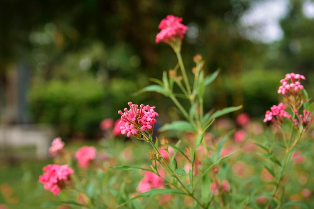 Bunga-Bunga Tanaman Kebun - Foto gratis di Pixabay - Pixabay