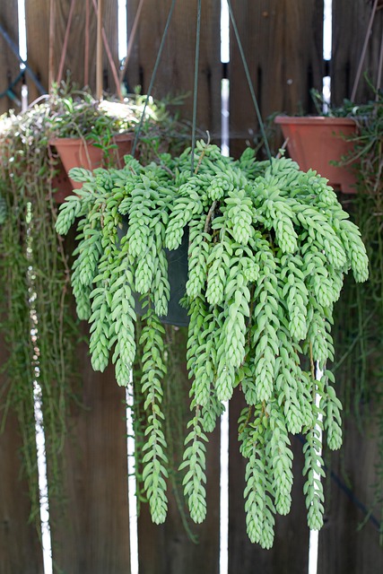 Hanging Plant Garden - Free photo on Pixabay - Pixabay
