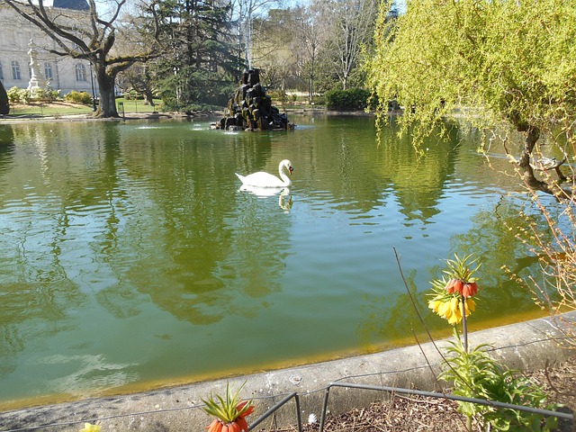 Swan Park - Kostenloses Foto auf Pixabay - Pixabay