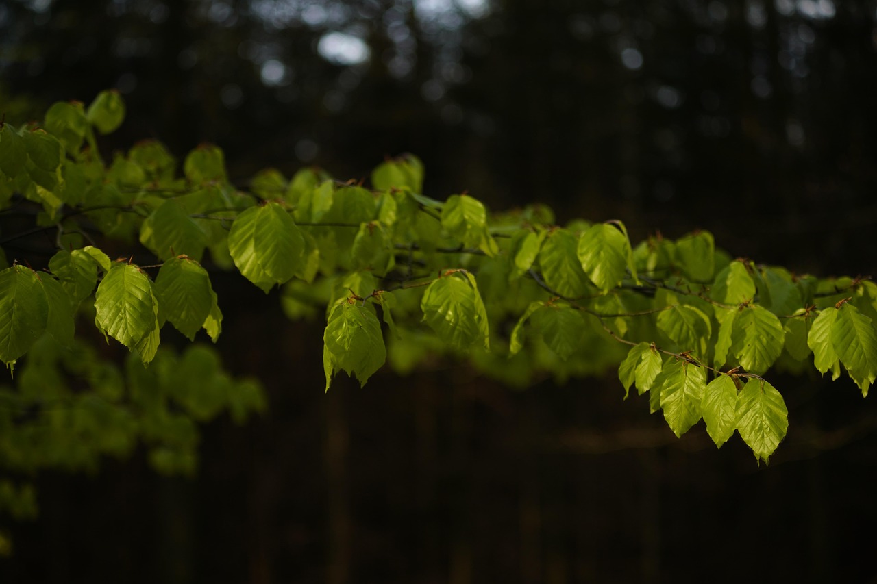 Beech Leaves Branch - Free photo on Pixabay - Pixabay