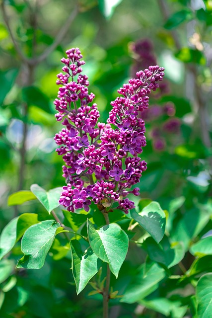 Lilás Flores Planta - Foto gratuita no Pixabay - Pixabay
