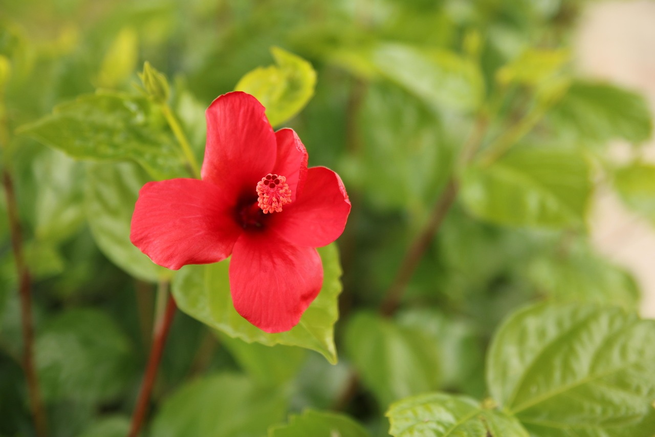 Flower Unique Blossom - Free photo on Pixabay - Pixabay