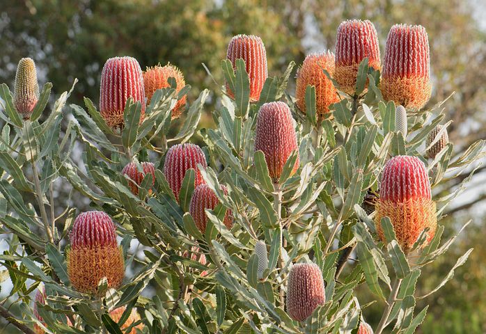 80+ Free Banksia & Flower Photos - Pixabay