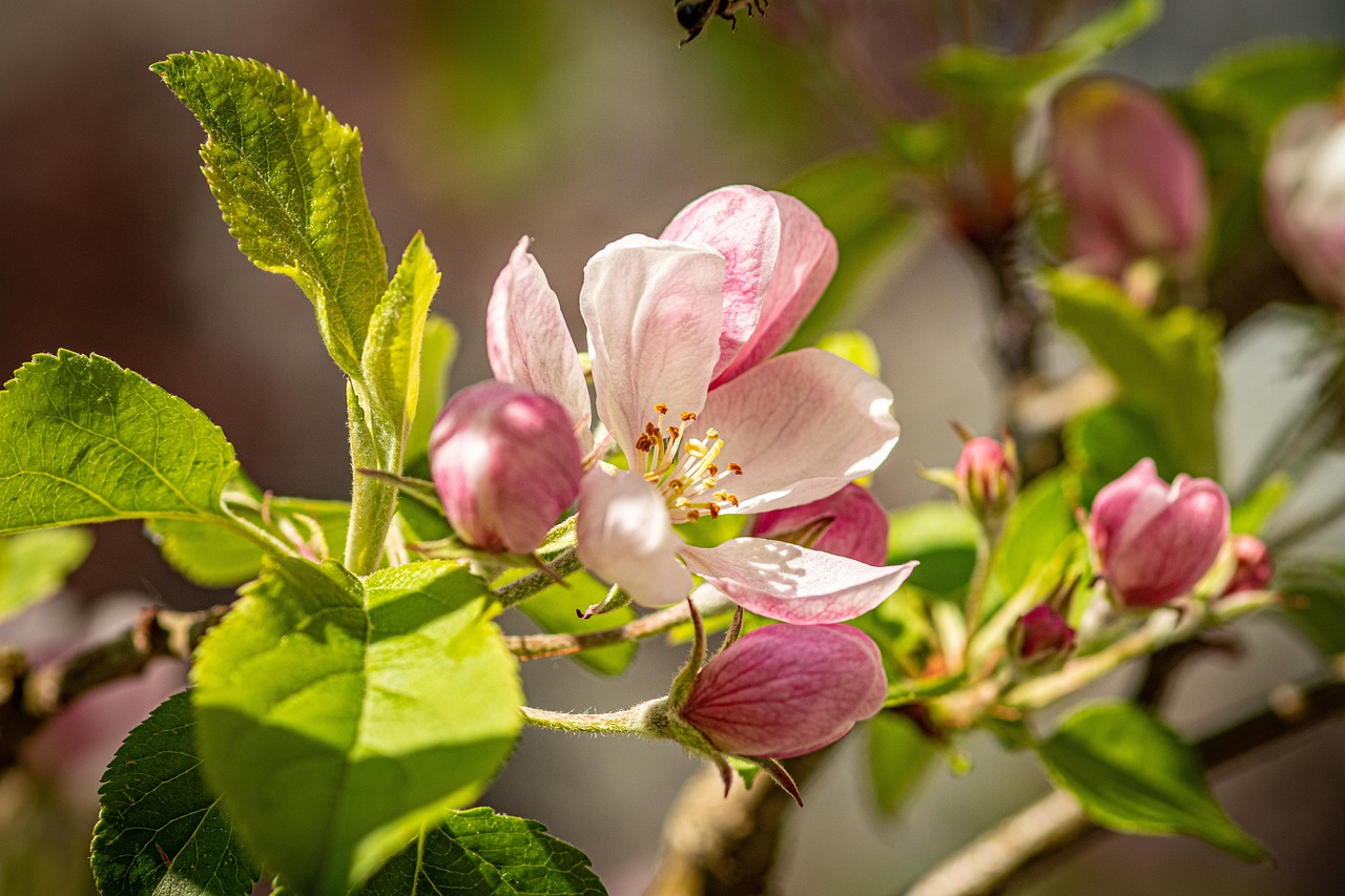 Omenan Kukkia Kukat - Ilmainen valokuva Pixabayssa - Pixabay