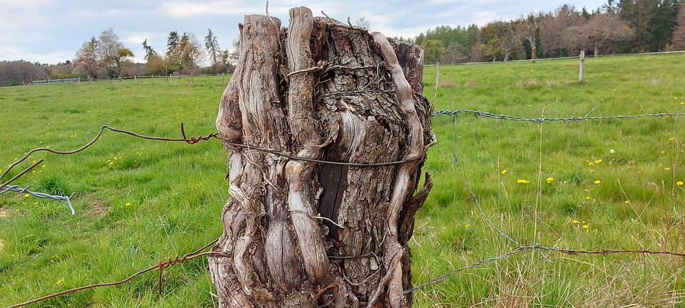 Tree Stump Barbed Wire Caught - Free photo on Pixabay - Pixabay