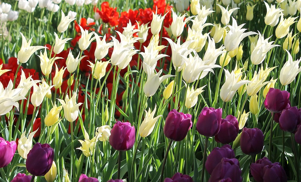Primavera Tulipa Flores - Foto gratuita no Pixabay - Pixabay