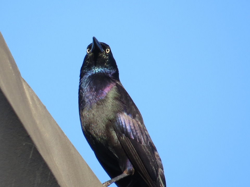 Brewer Bird Feathered - Free photo on Pixabay - Pixabay