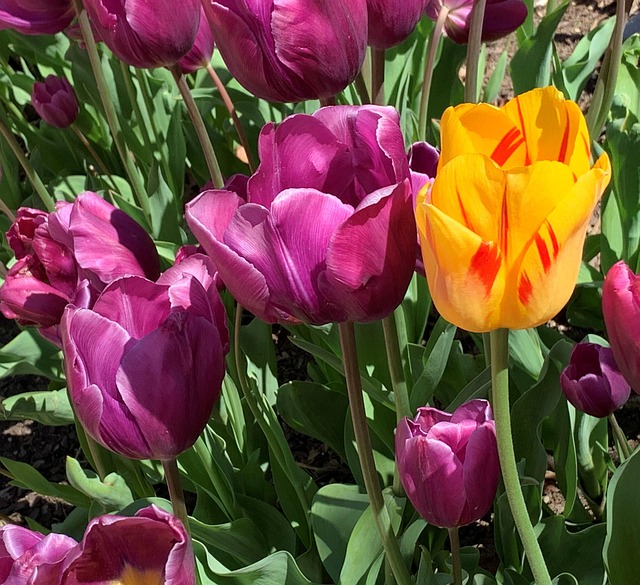 Tulipes Violettes Et Jaunes Jardin - Photo gratuite sur Pixabay - Pixabay