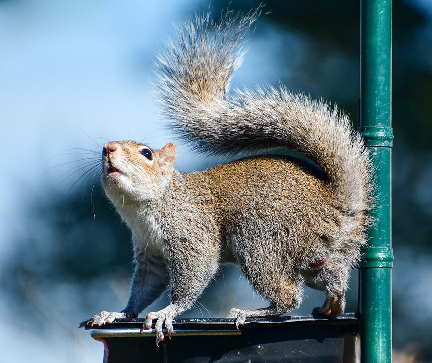 Squirrel Chipmunk Rodent - Free photo on Pixabay - Pixabay
