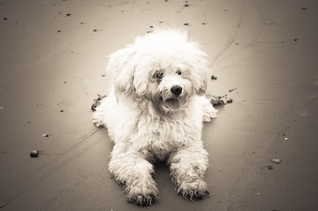 Chiot Animal Chien De - Photo gratuite sur Pixabay - Pixabay